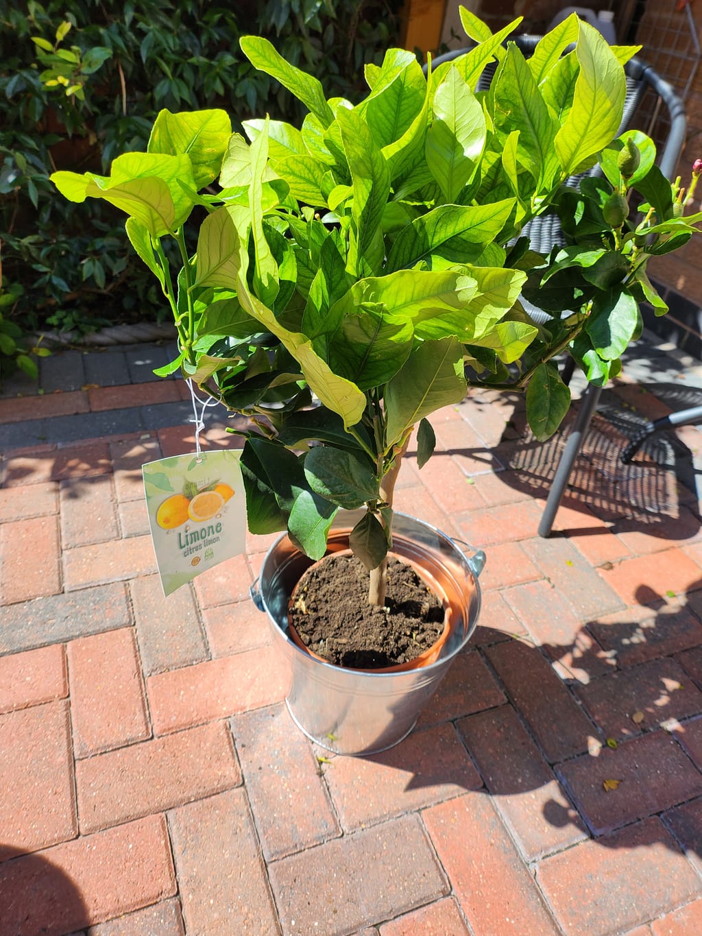 Lemon Trees - Fruiting Lemon Tree | Plants4Presents