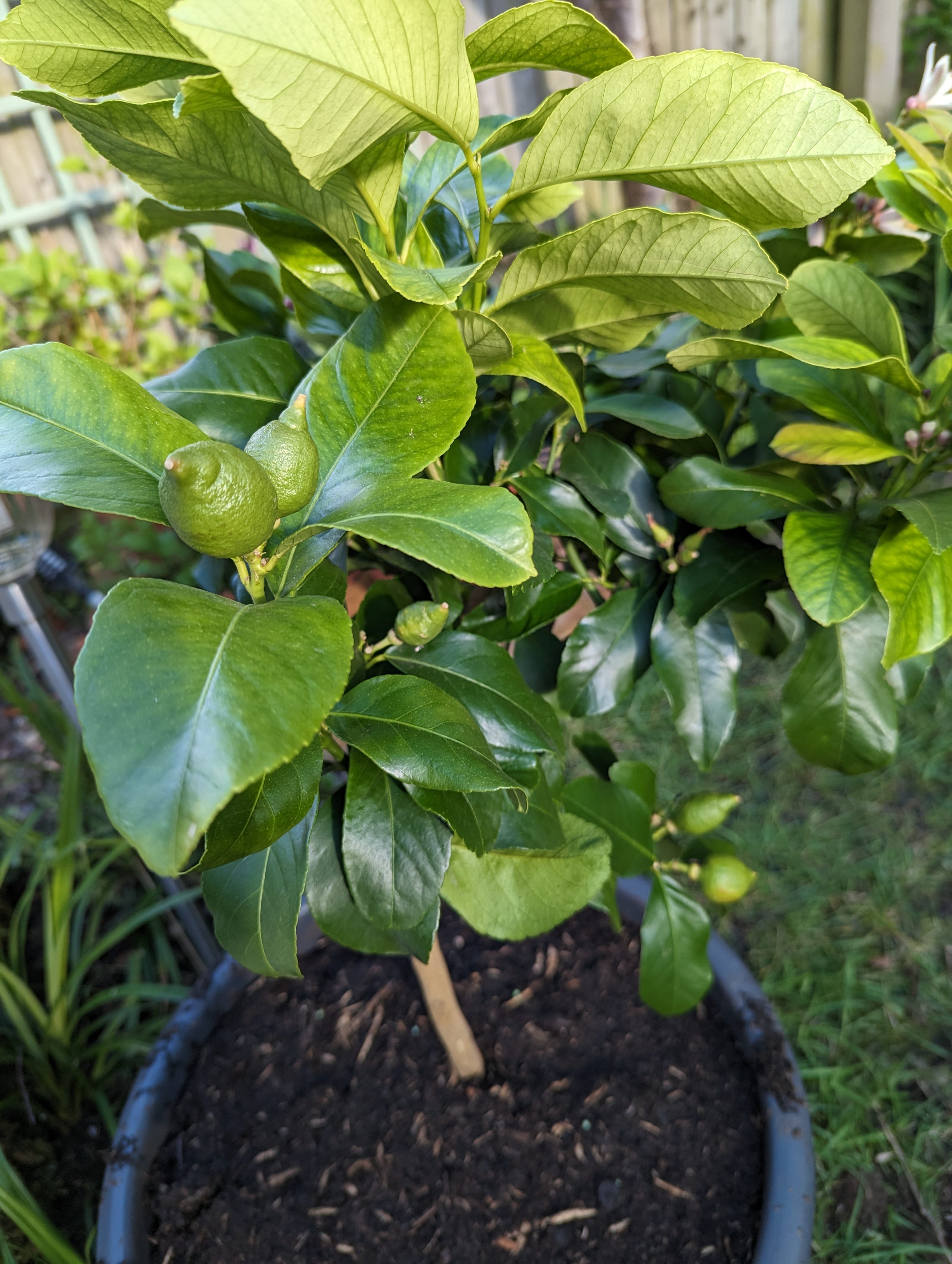 Lemon Trees - Fruiting Lemon Tree | Plants4Presents