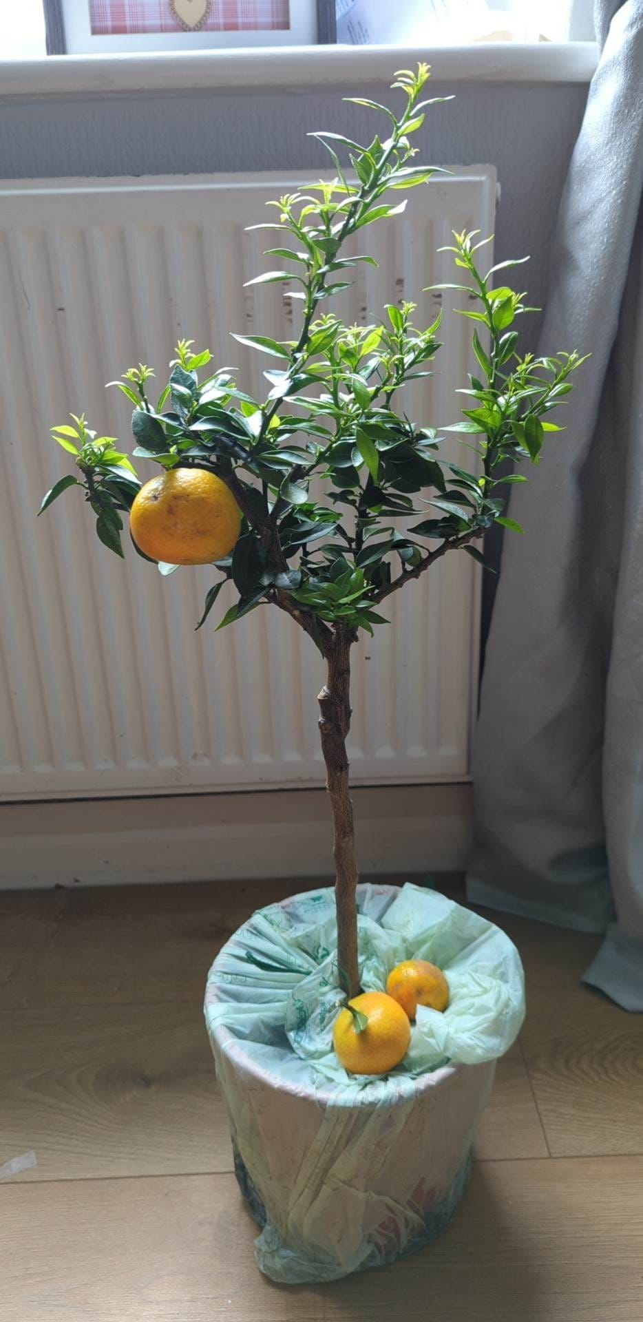 Plant Rescuer Citrus Box - 'Wonky' plants that need a little TLC to thrive