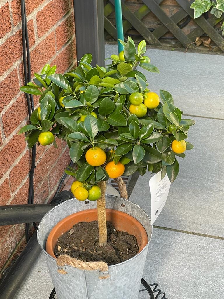 Lime Trees | Send large lime trees as gifts, fast Delivery