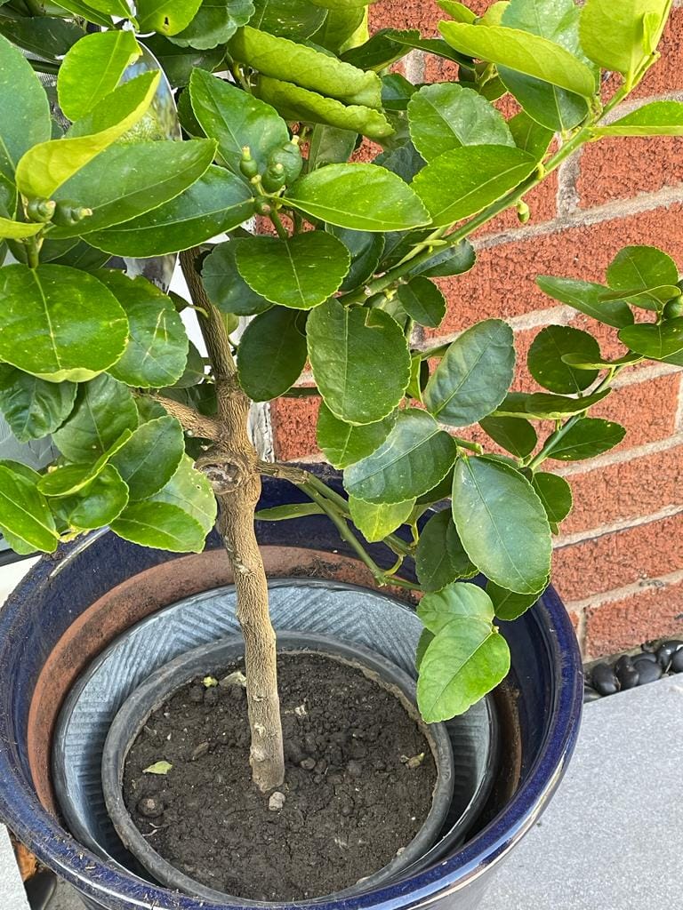 Lime Trees | Send large lime trees as gifts, fast Delivery