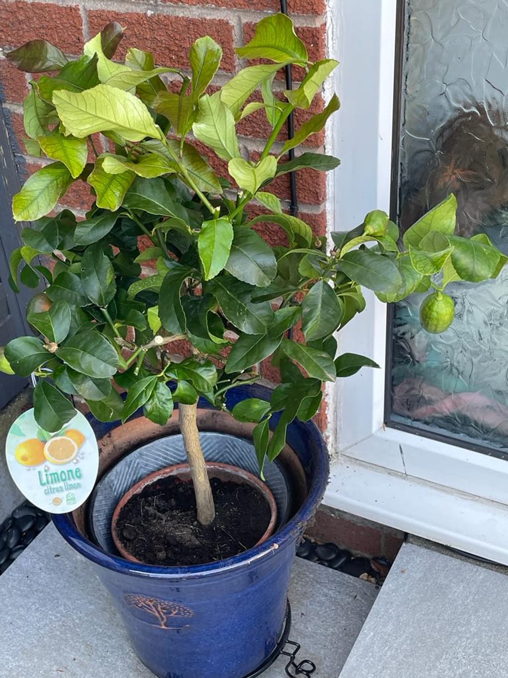 Large Lime Tree and Lime Tree Gifts | Fast Delivery | Plants4Presents