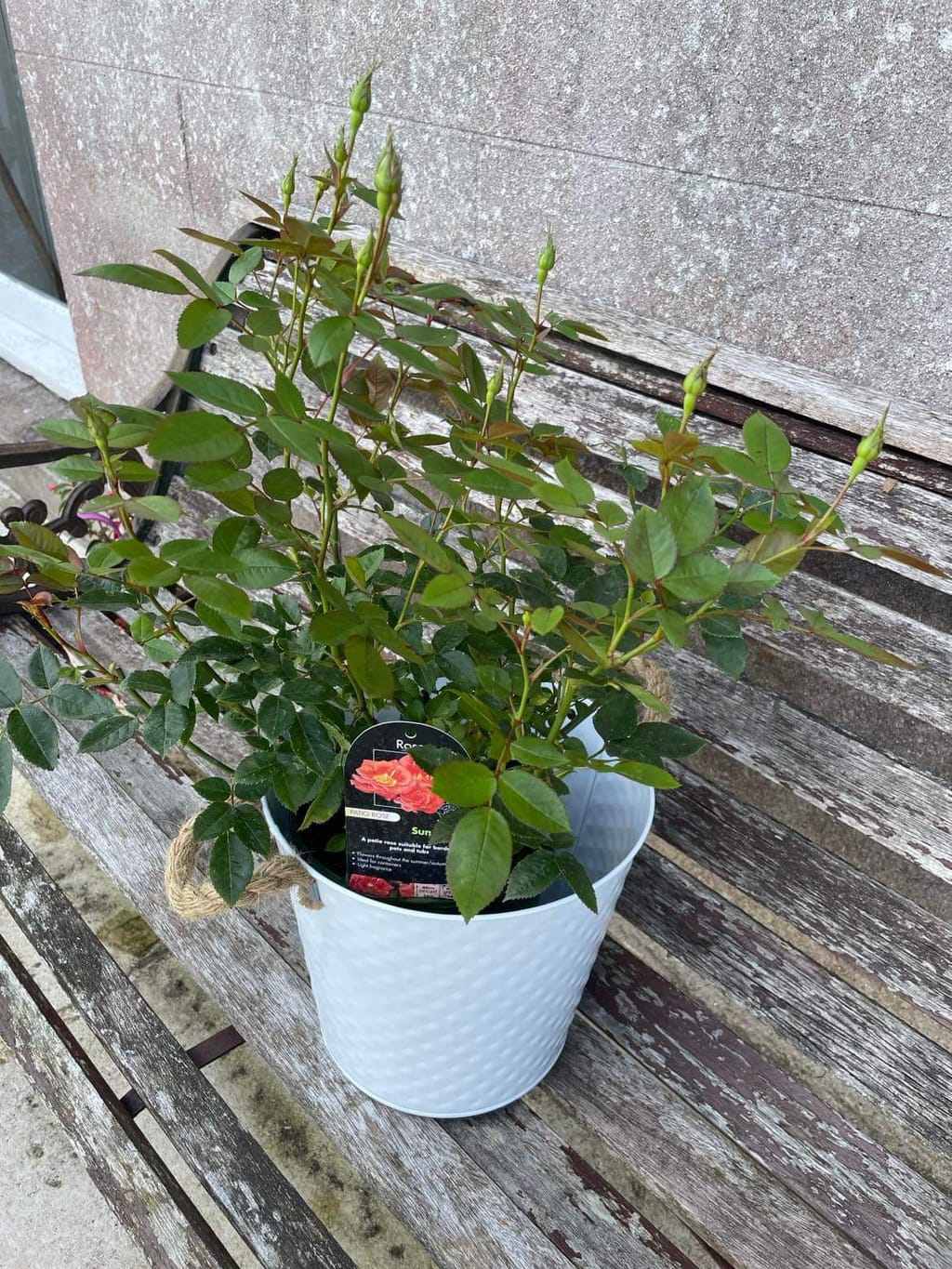 Potted Patio Rose Plant | Next Day Delivery Available | Plants4Presents