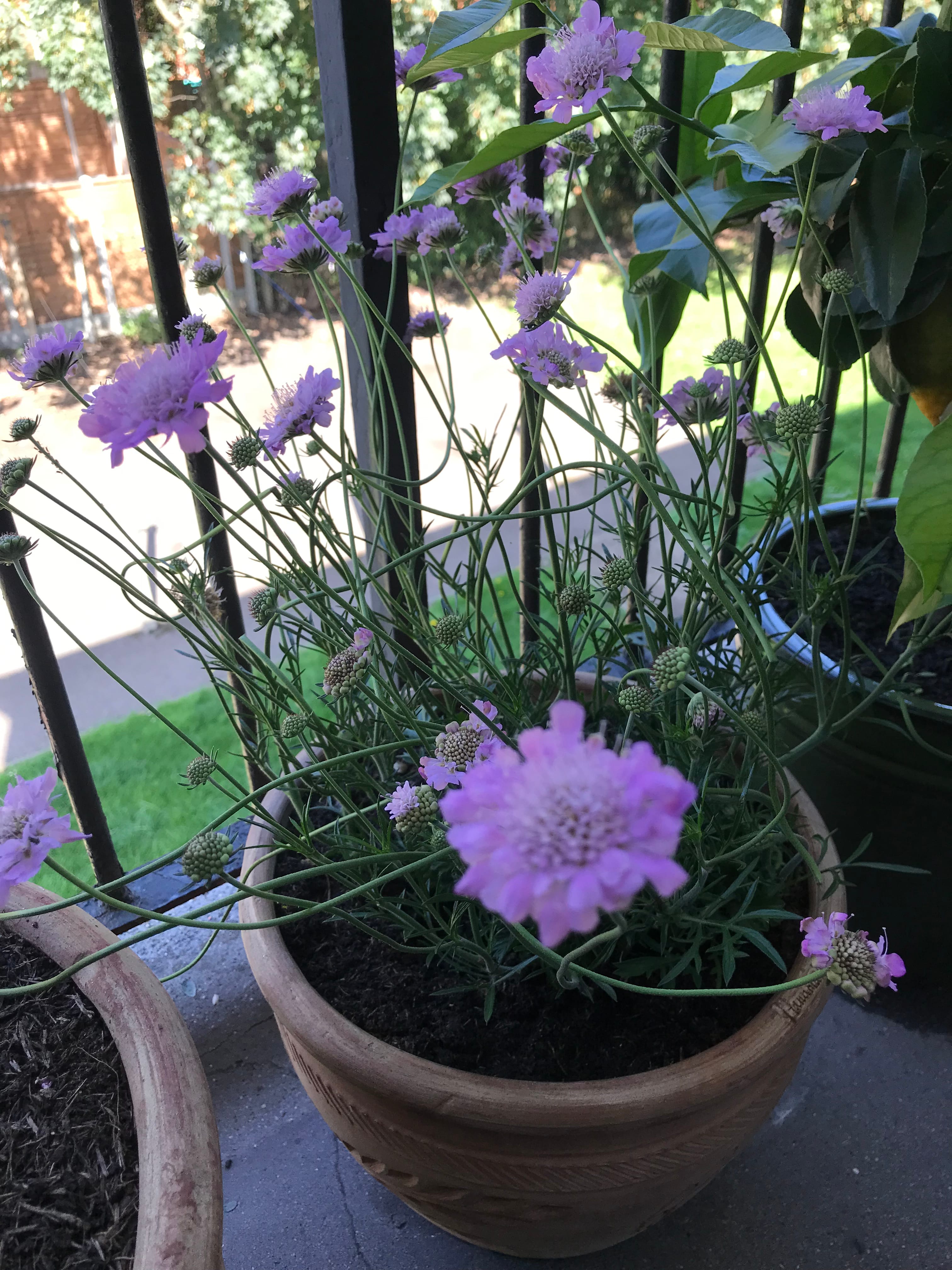 Pink Pincushion Plant | Next Day Delivery Available | Plants4Presents