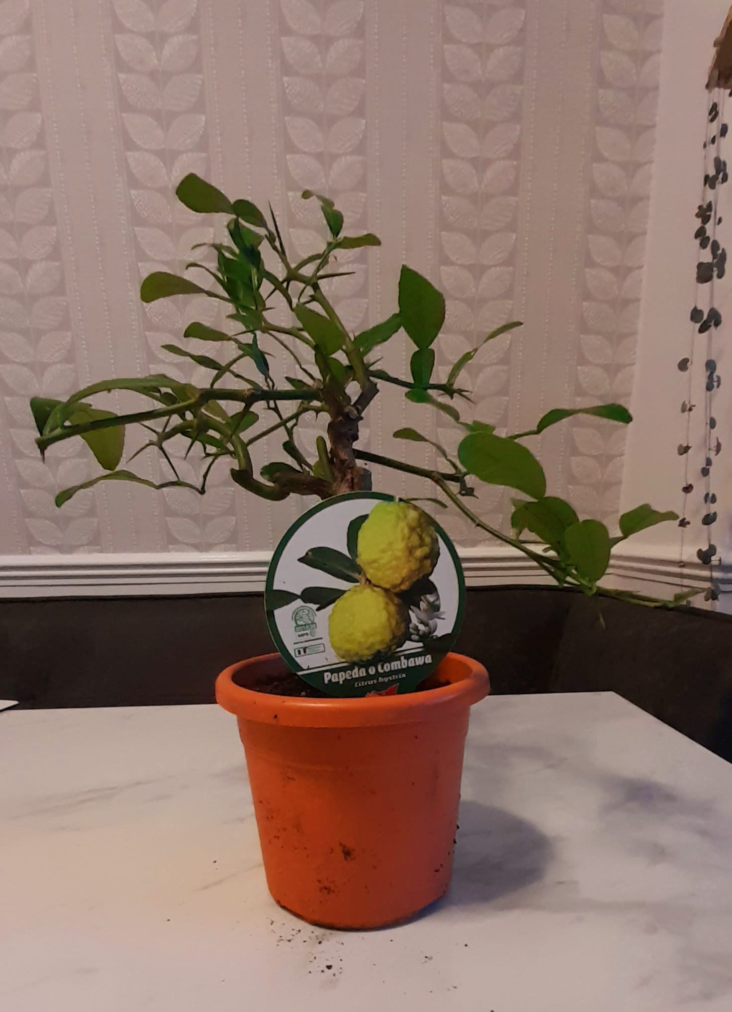 Wonky citrus trees looking for a new home - perfect for plant lovers ...