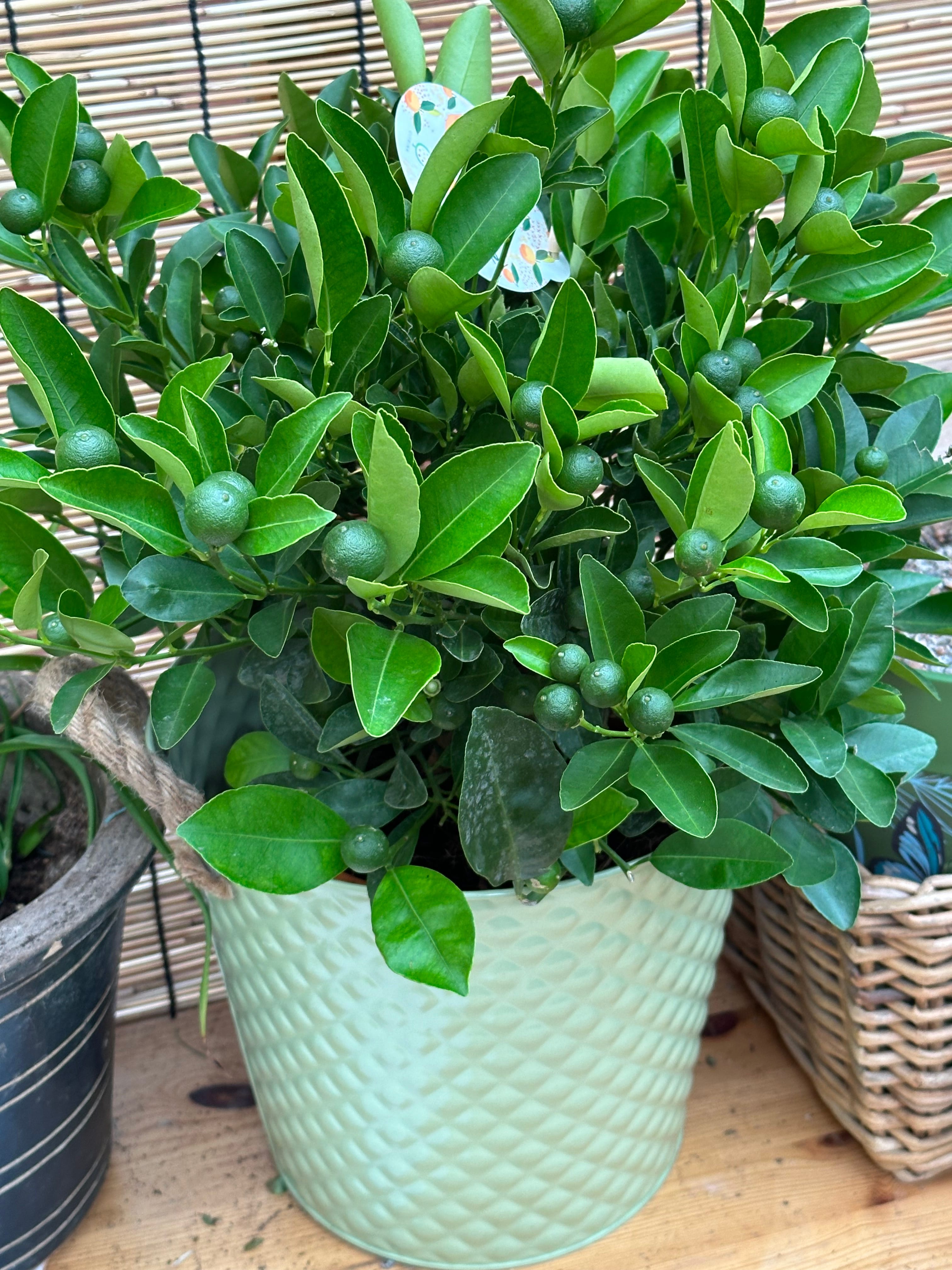 Large Calamondin | Send citrus trees as plant gifts