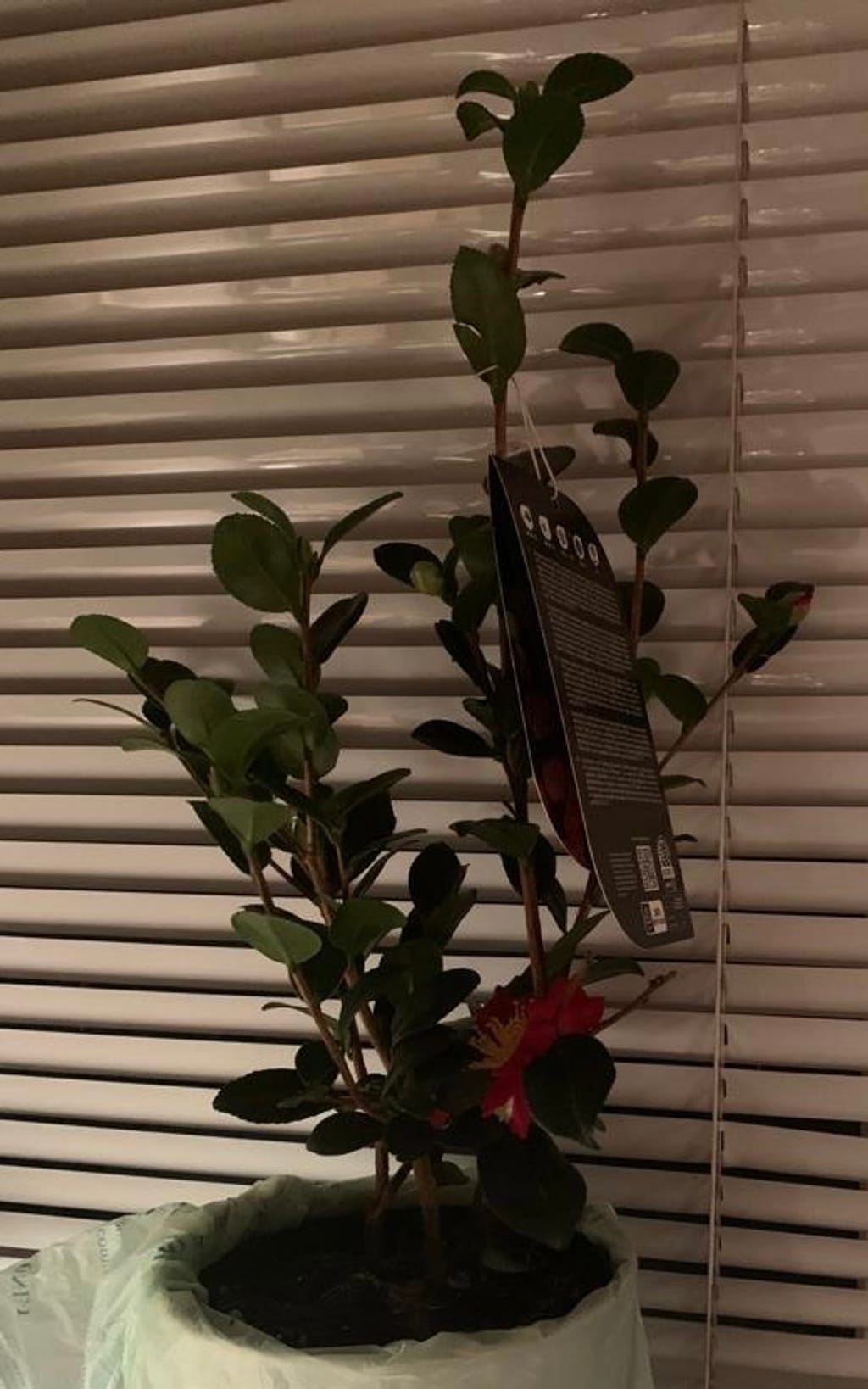 Potted Patio Rose Plant | Next Day Delivery Available | Plants4Presents