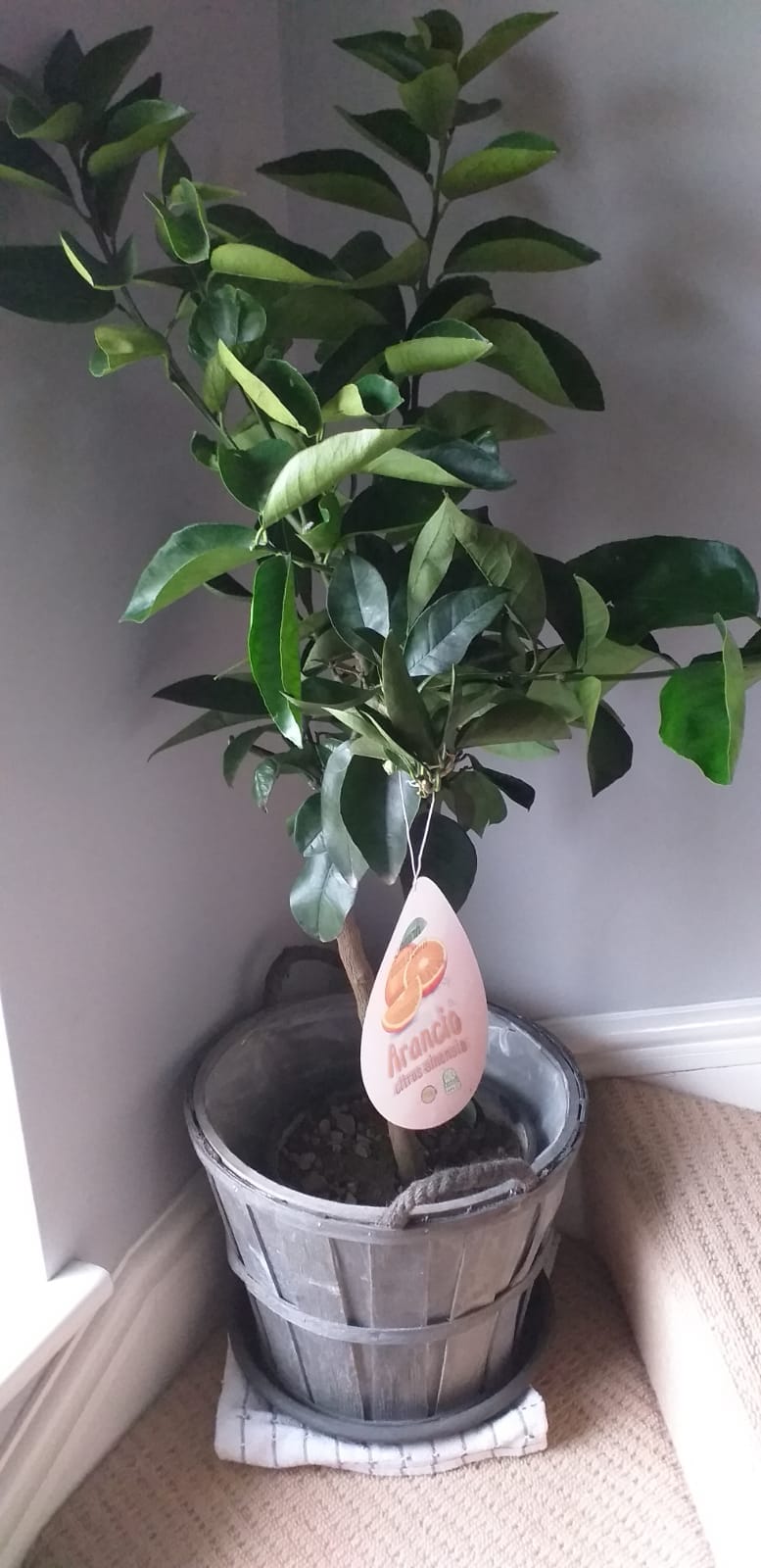Large Orange Tree | Next Day Delivery Available | Plants4Presents