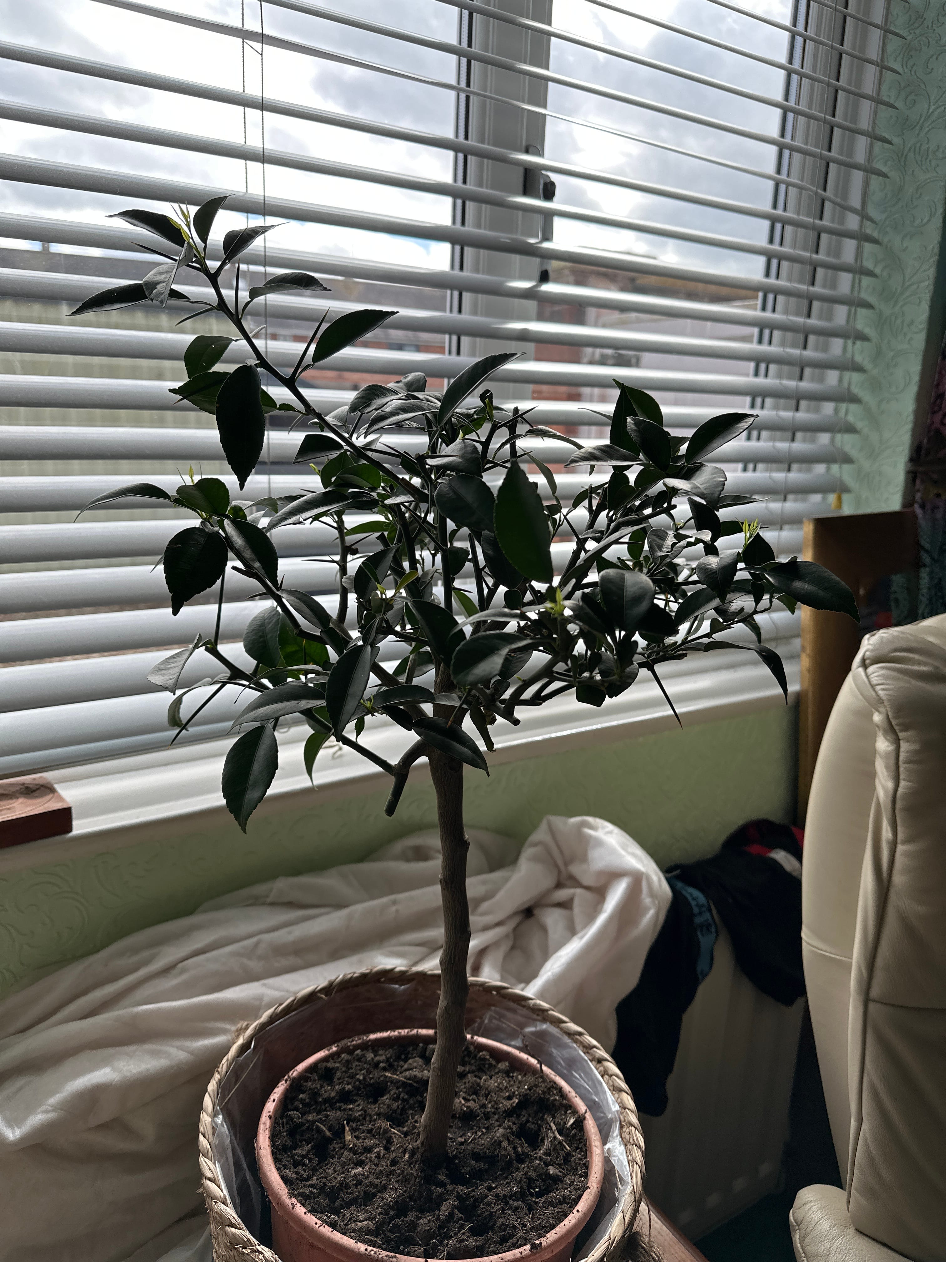 Send a Yuzu tree as a plant gift - Quality Plants, Fast UK Delivery