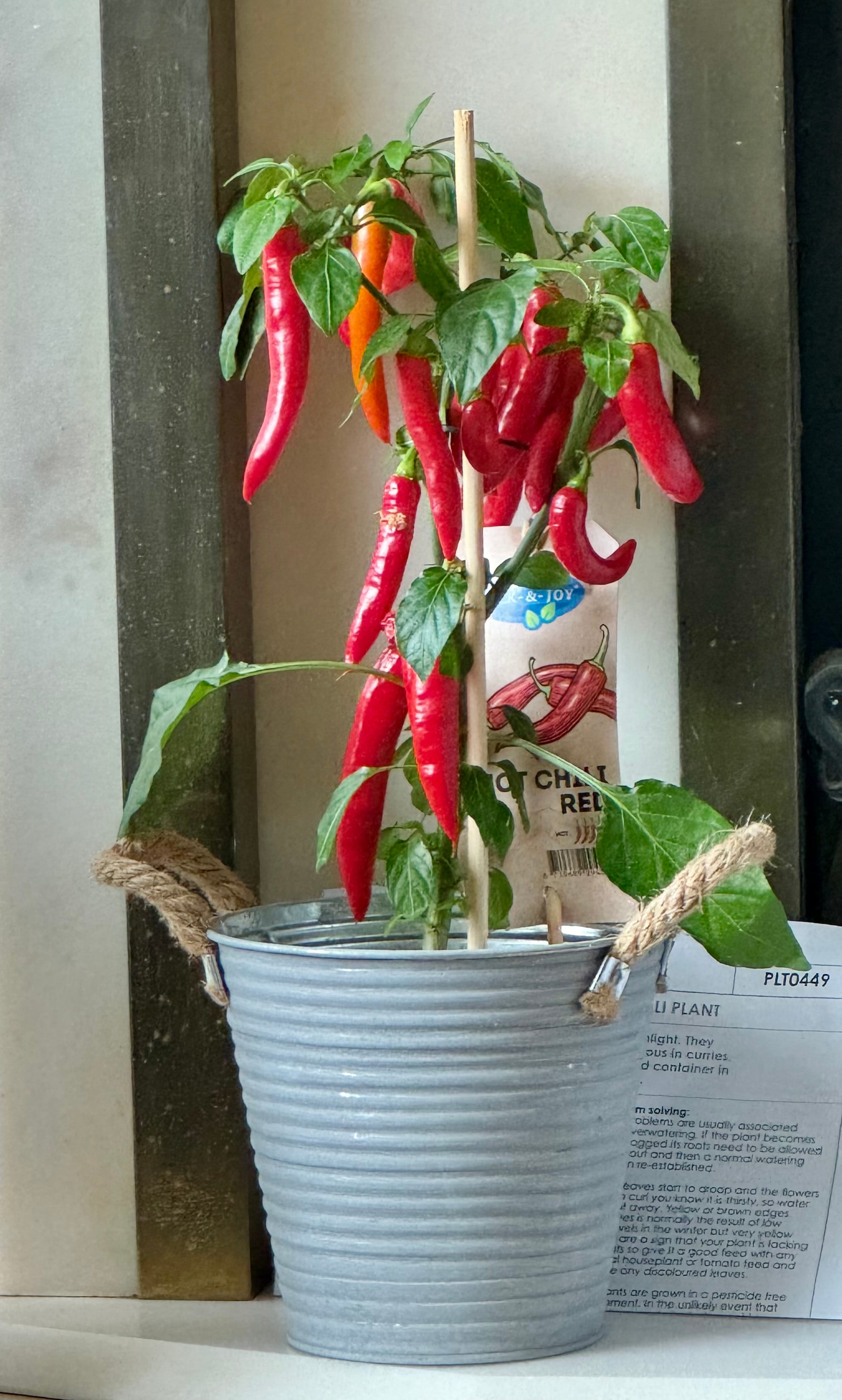 Hot Red Chilli Plant