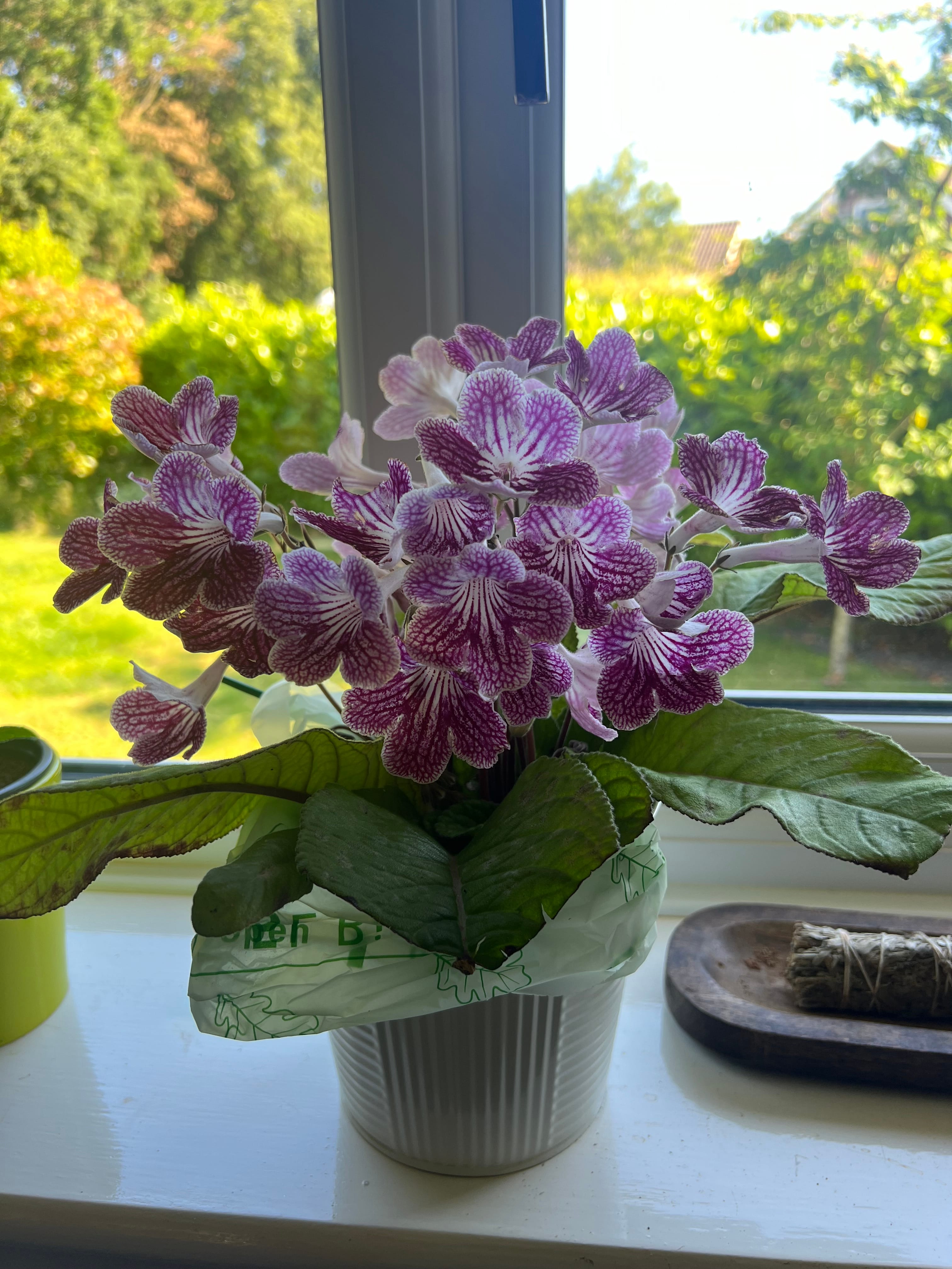 Cape Primrose plants | Next Day Delivery Available | Plants4Presents