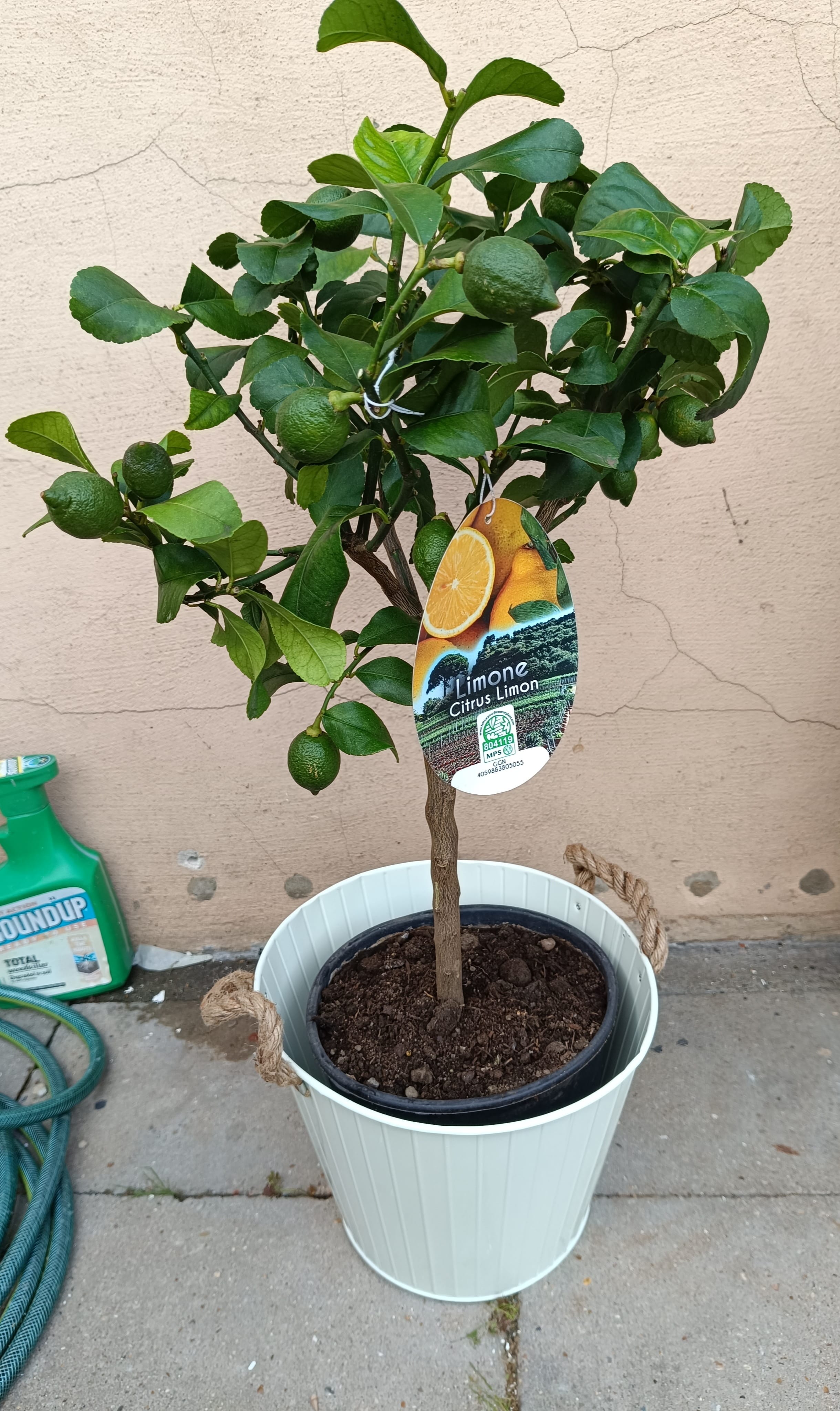 Large Lemon Tree | Next Day Delivery Available | Plants4Presents