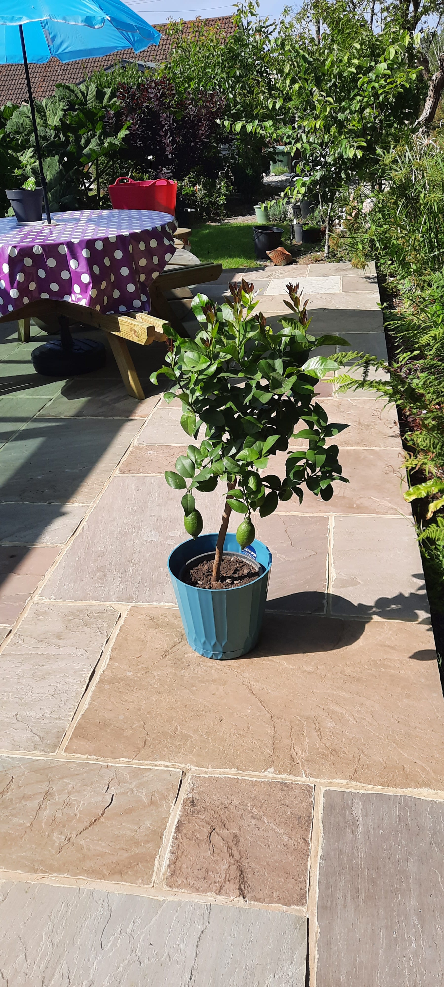 Large Lemon Tree | Next Day Delivery Available | Plants4Presents