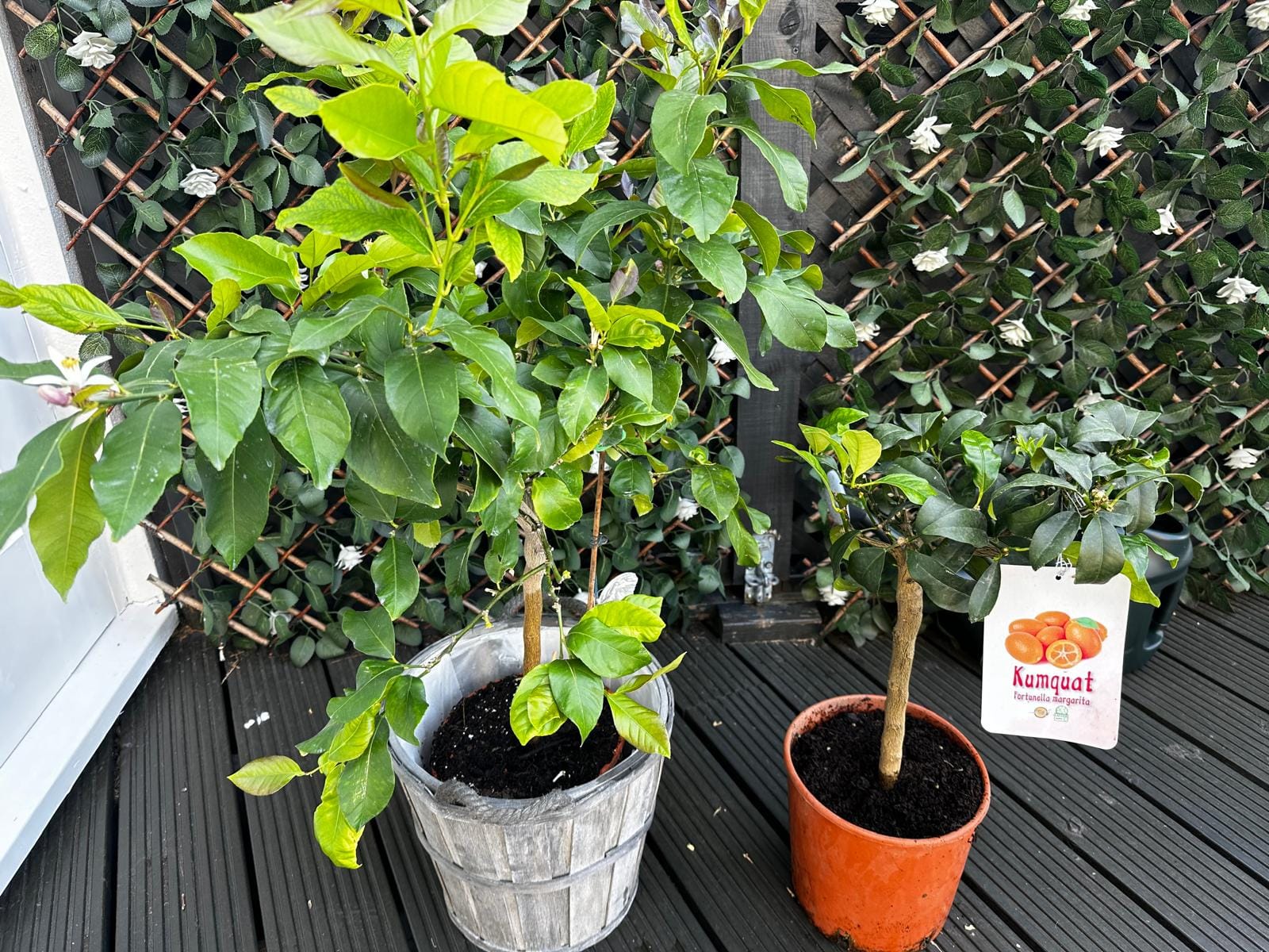 Plant Rescuer Citrus Box - 'Wonky' plants that need a little TLC to thrive