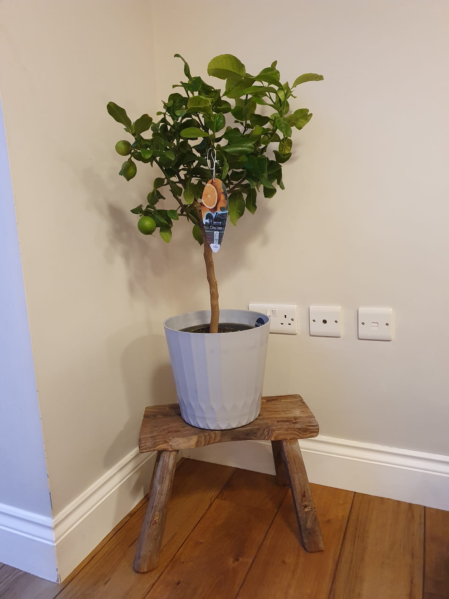Large Lemon Tree | Next Day Delivery Available | Plants4Presents