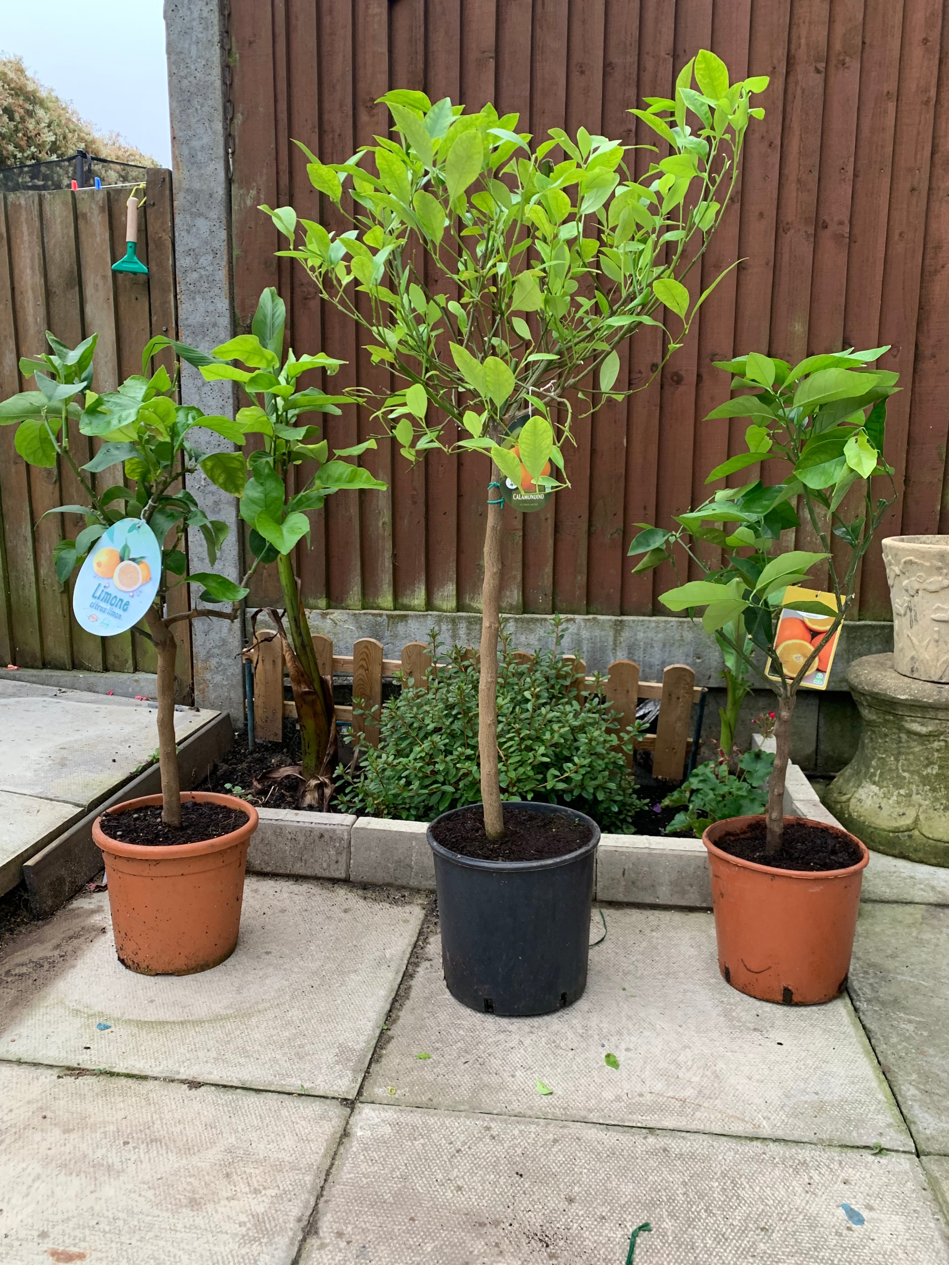Plant Rescuer Citrus Box - 'Wonky' plants that need a little TLC to thrive