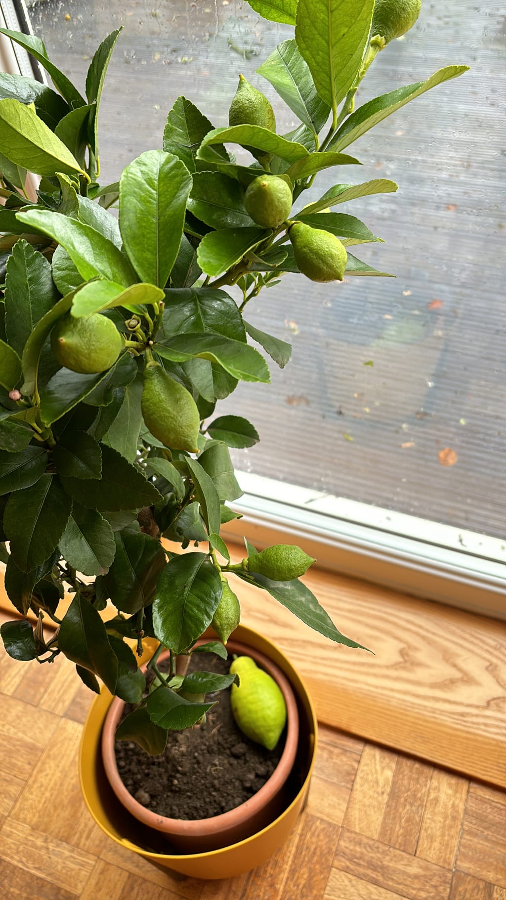 Large Lemon Tree | Next Day Delivery Available | Plants4Presents