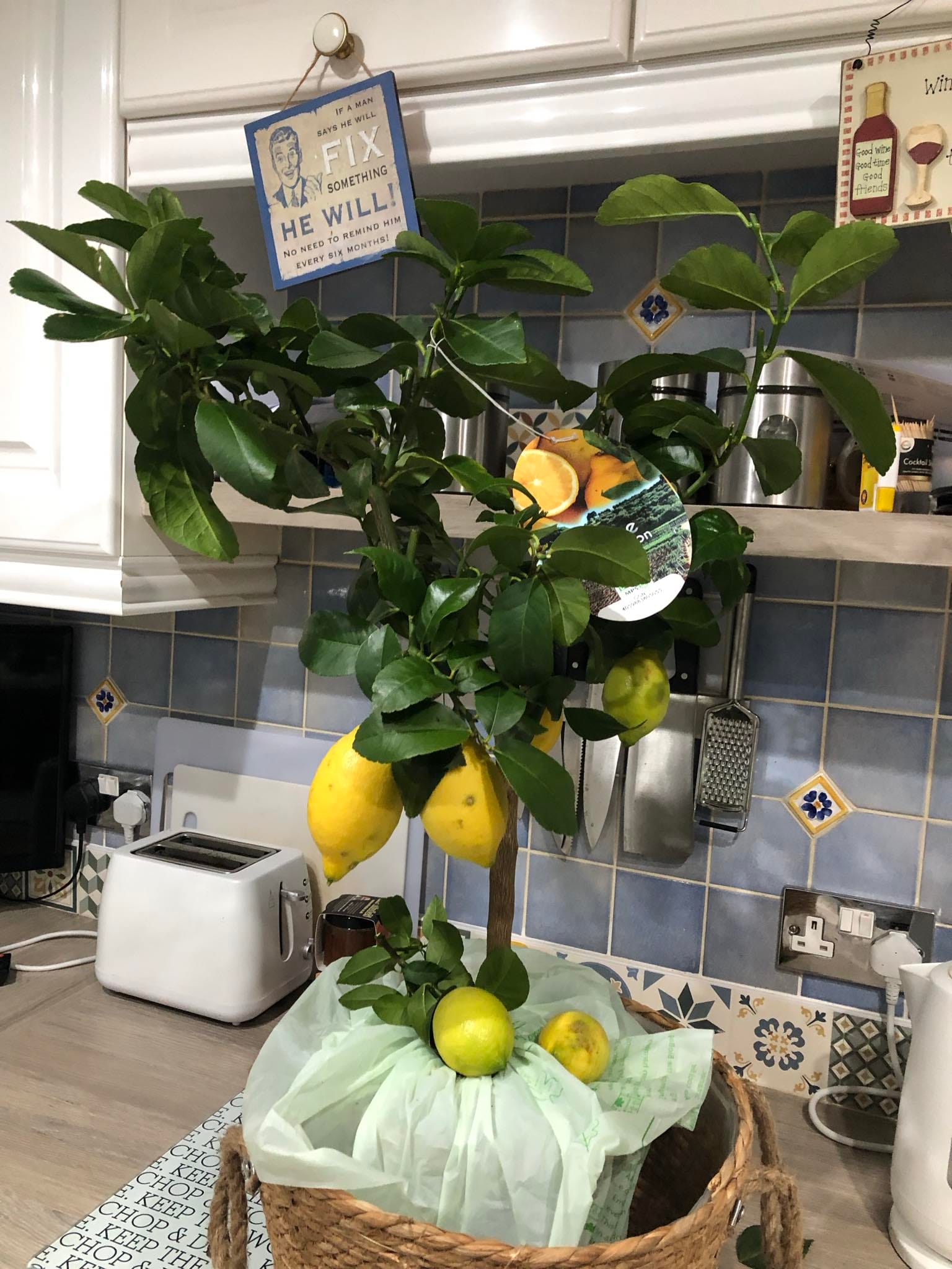 Large Lemon Tree | Next Day Delivery Available | Plants4Presents
