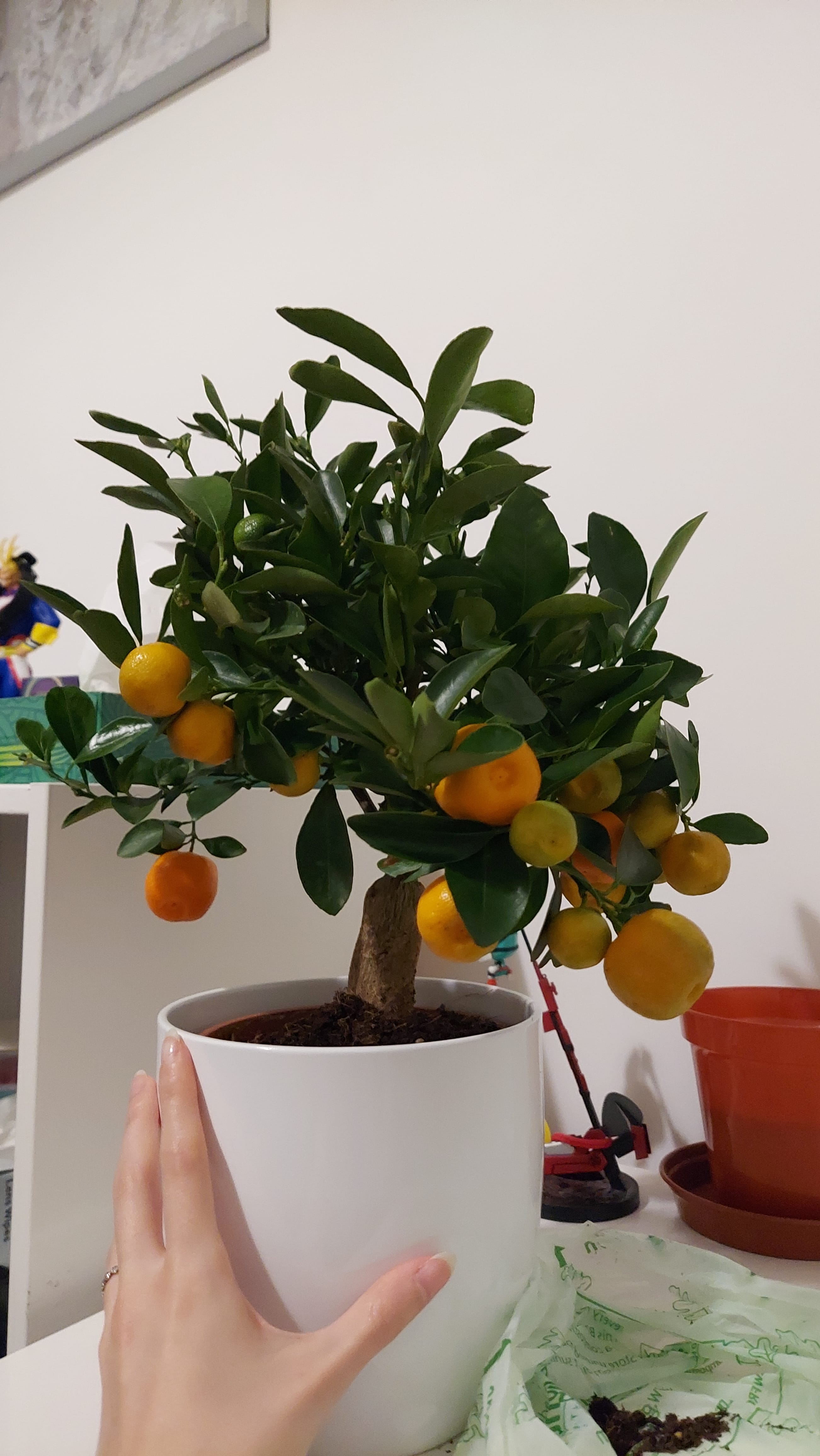 Calamondin Tree | Next Day Delivery | Plants4Presents