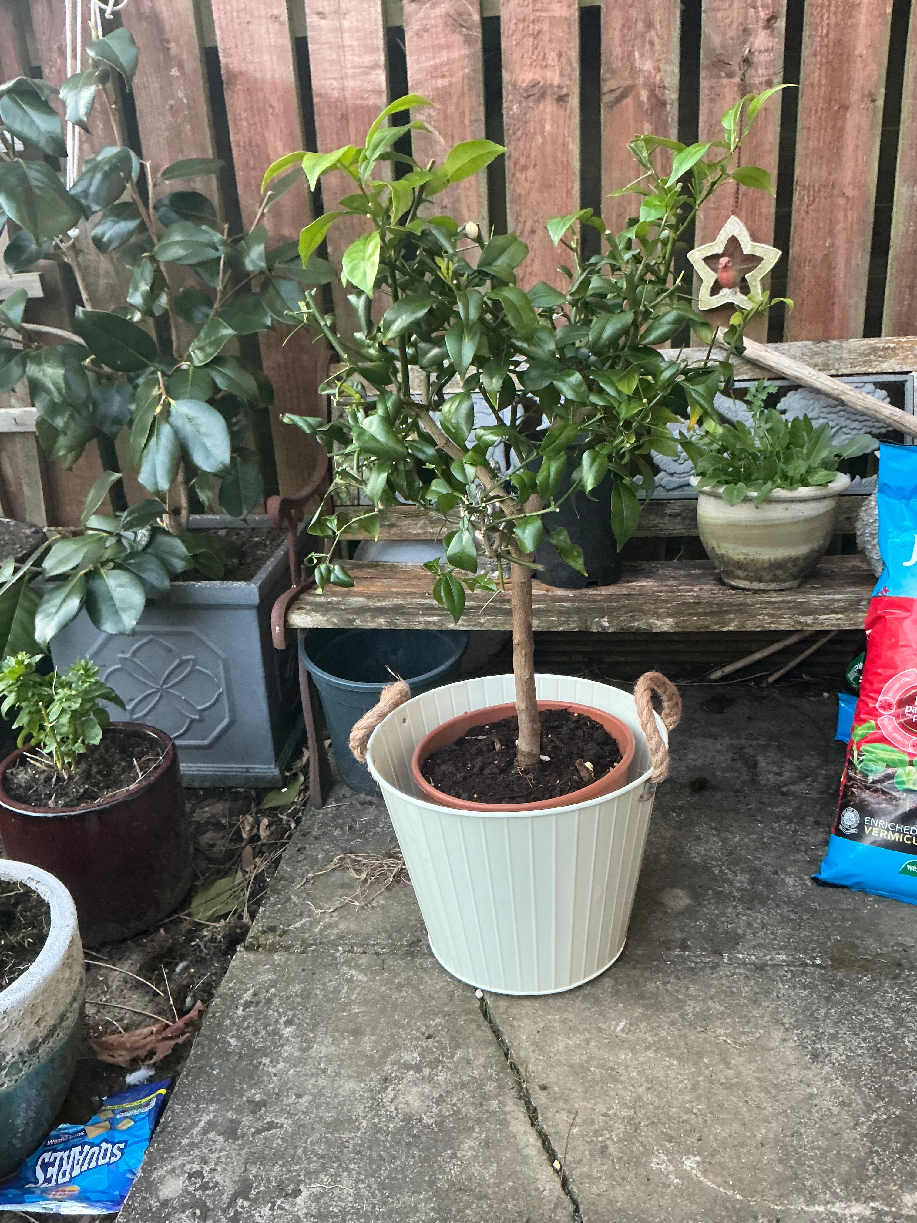 Send a Yuzu tree as a plant gift - Quality Plants, Fast UK Delivery
