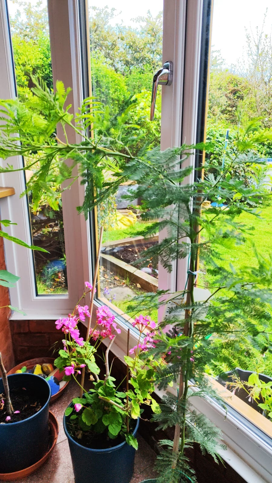 Giant Acacia | Winter flowering shrubs delivered as gifts