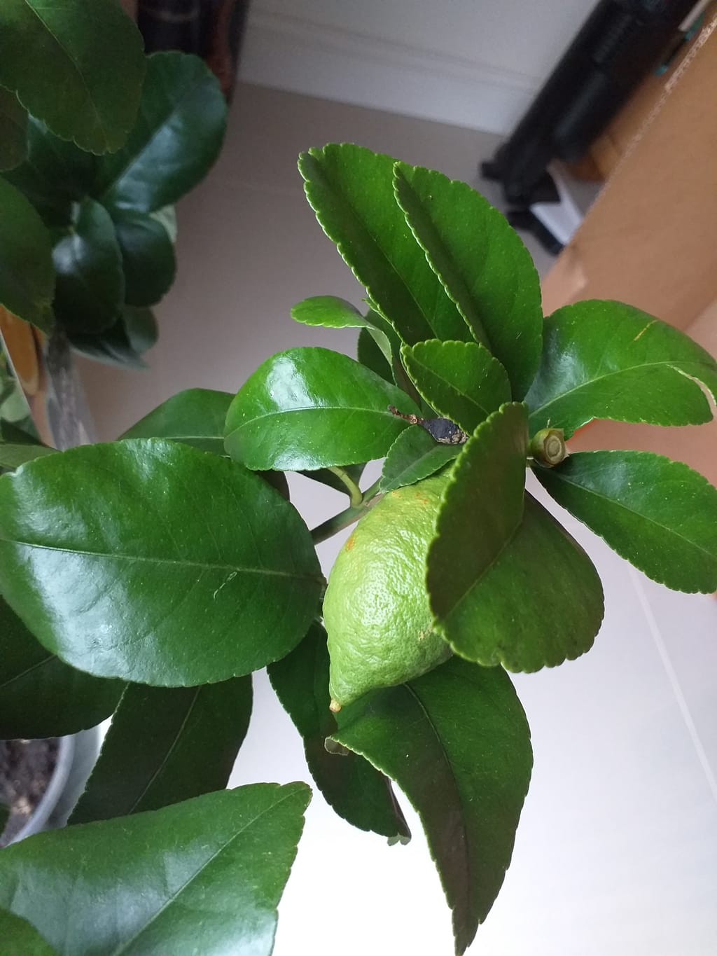 Large Lemon Tree | Next Day Delivery Available | Plants4Presents