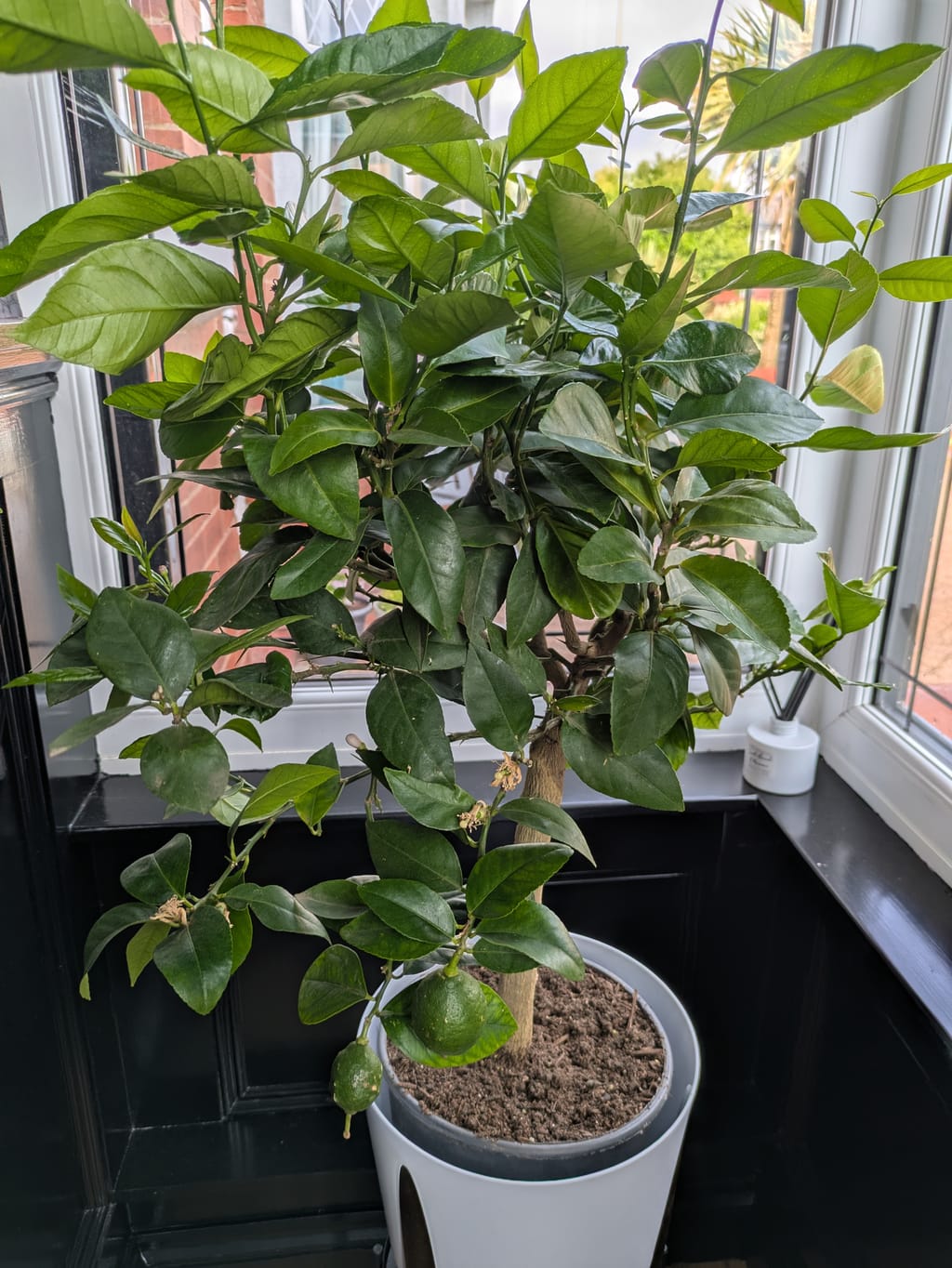 Large Lemon Tree | Next Day Delivery Available | Plants4Presents