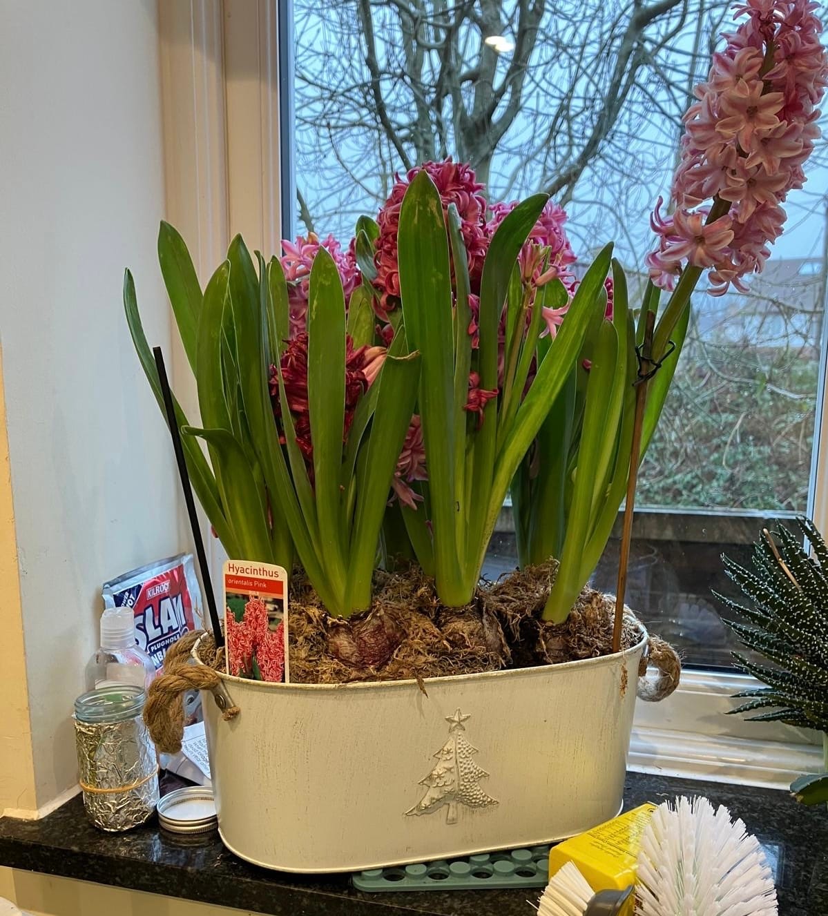 Large Christmas Hyacinth Planted Arrangement | Next Day Delivery ...